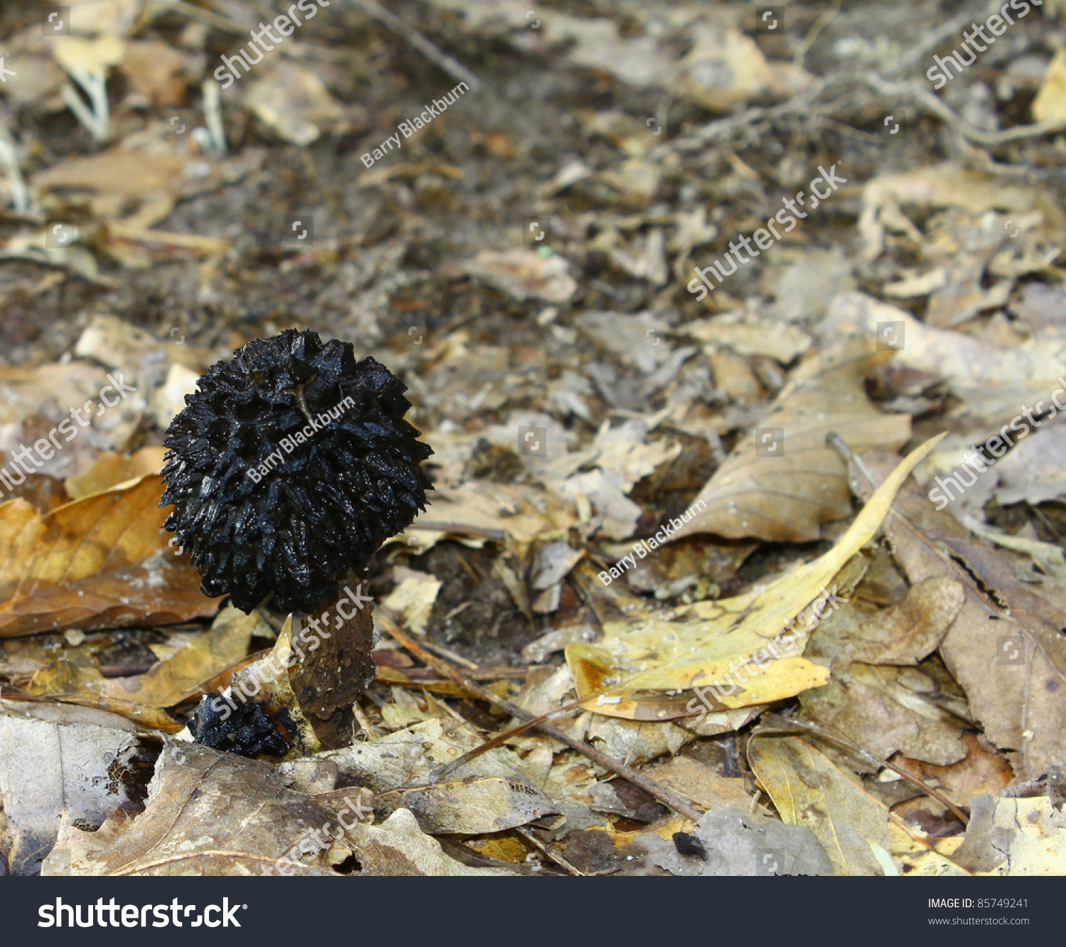 A Black Truffle Mushroom Fungus Growing Among The Ground Cover With Room For Your Text Stock