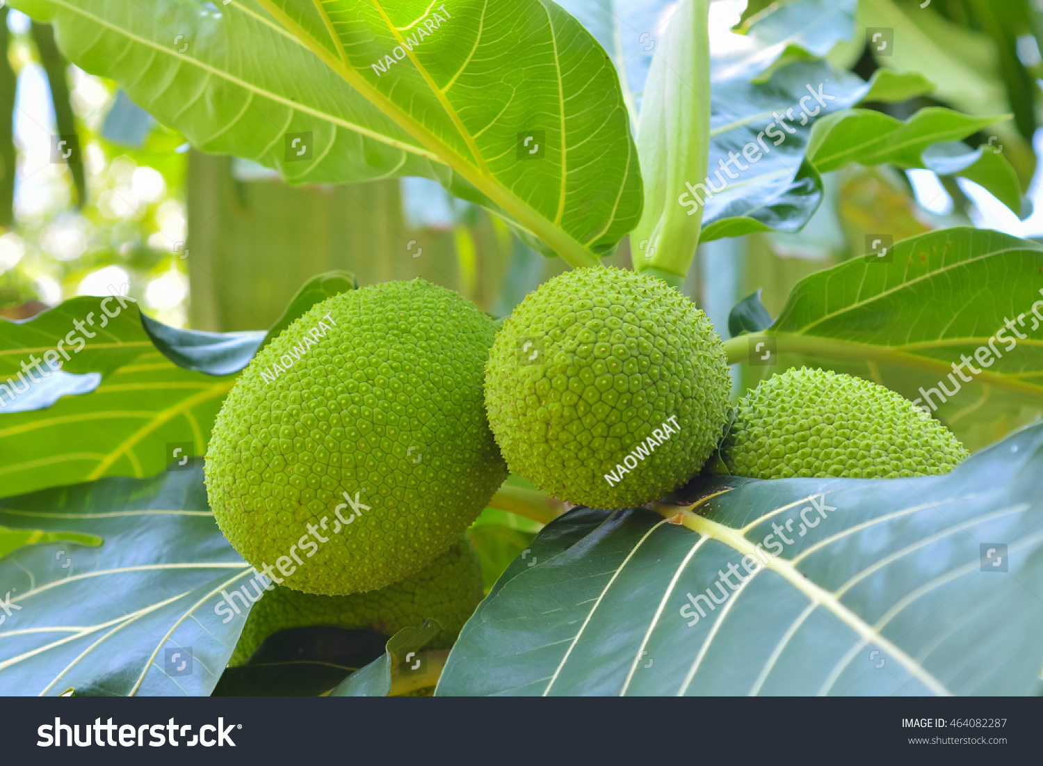 Breadfruit Stock Photo 464082287 : Shutterstock Breadfruit Stock Photo 464082287 : Shutterstock