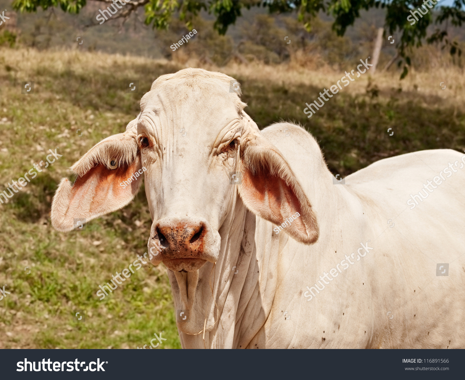 Close Up Of Young White Brahman Cow With Hump On Farm Ranch In Australia For Beef Meat Industry