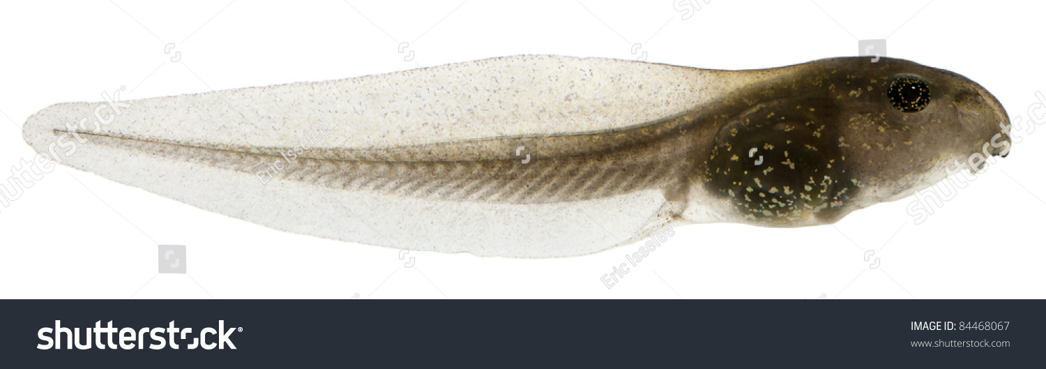 Common Frog Rana Temporaria Tadpole With Internal Gills 3 Weeks After Hatching In Front Of