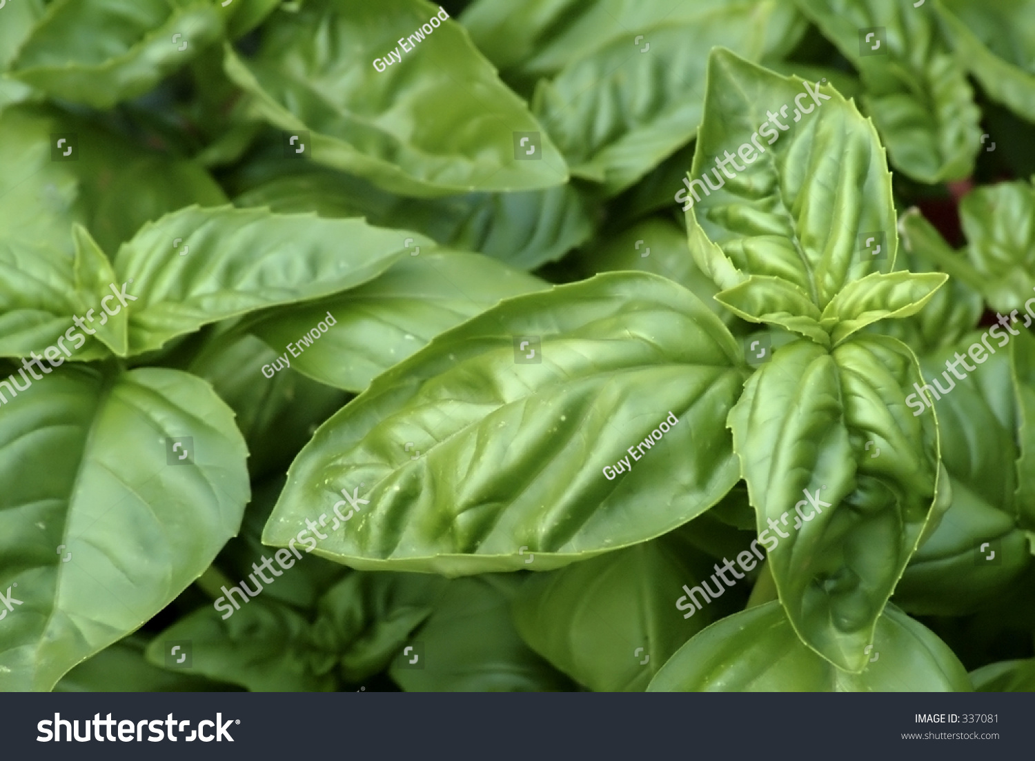 Stages Of Basil at Adam Keri blog Stages Of Basil at Adam Keri blog