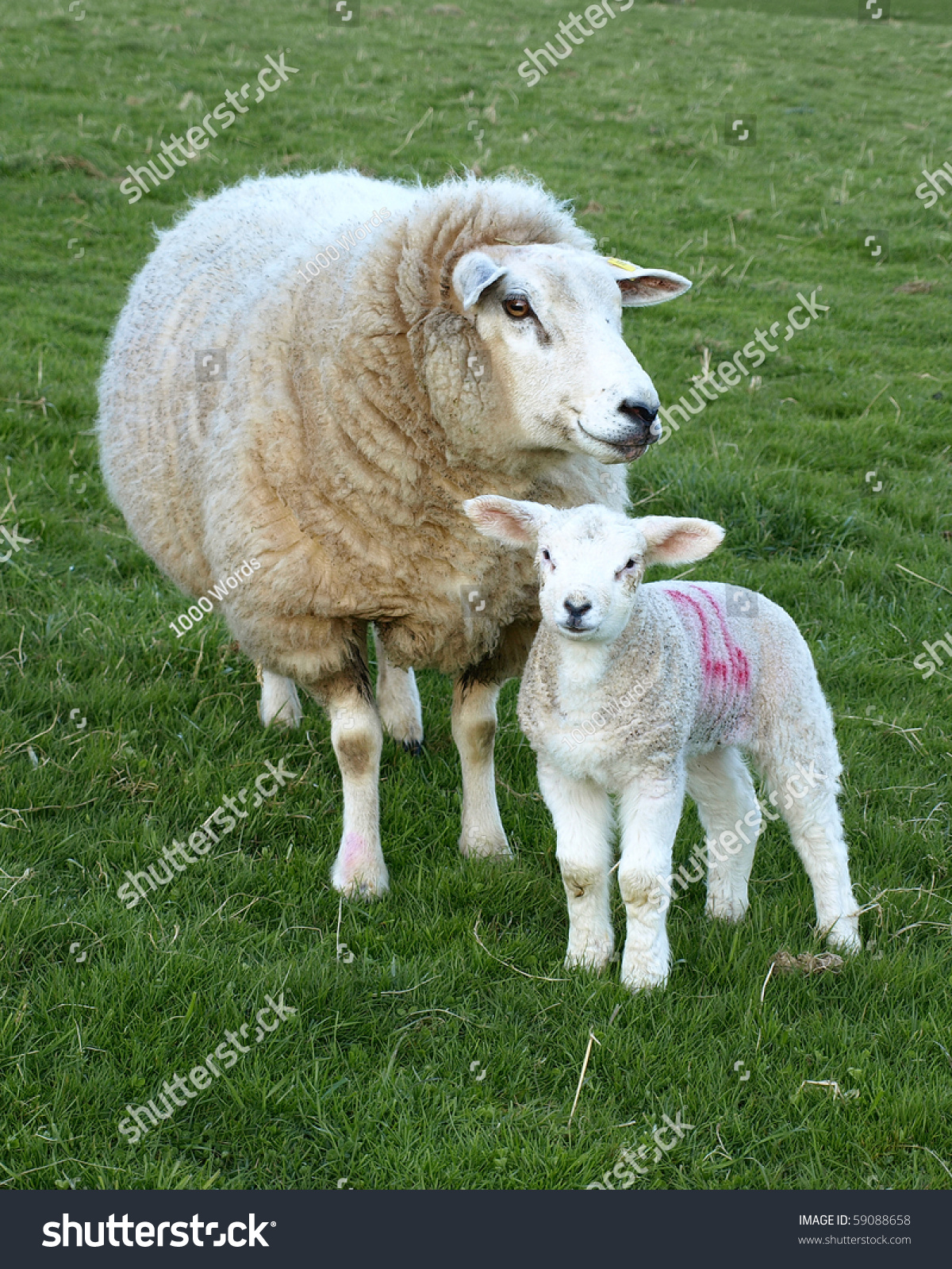 Mother Sheep And Lamb Stock Photo 59088658 : Shutterstock Mother Sheep And Lamb Stock Photo 59088658 : Shutterstock