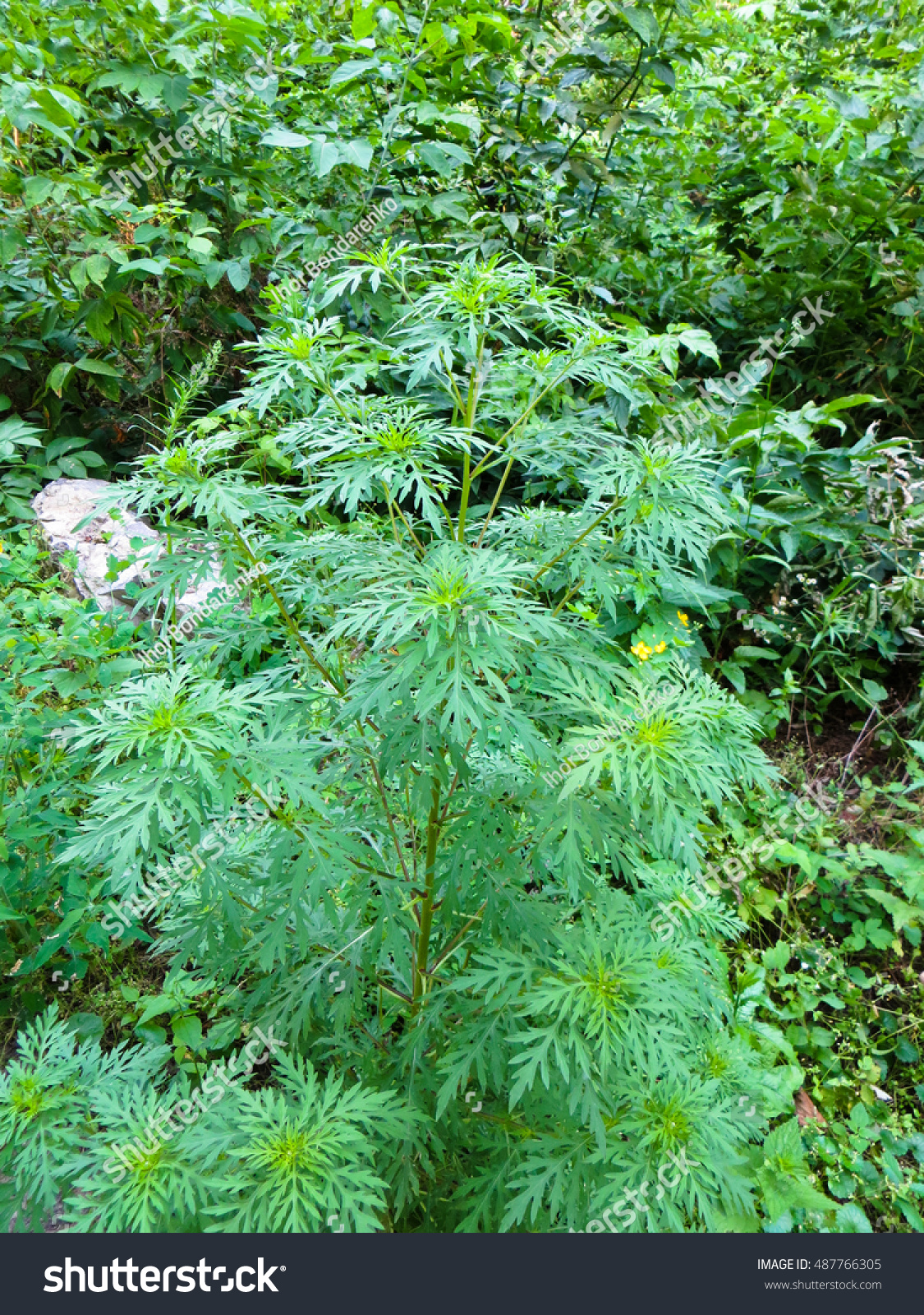 Ragweed, Ambrosia Plant (Artemisiifolia) Stock Photo 487766305 ... Ragweed, Ambrosia Plant (Artemisiifolia) Stock Photo 487766305 ...