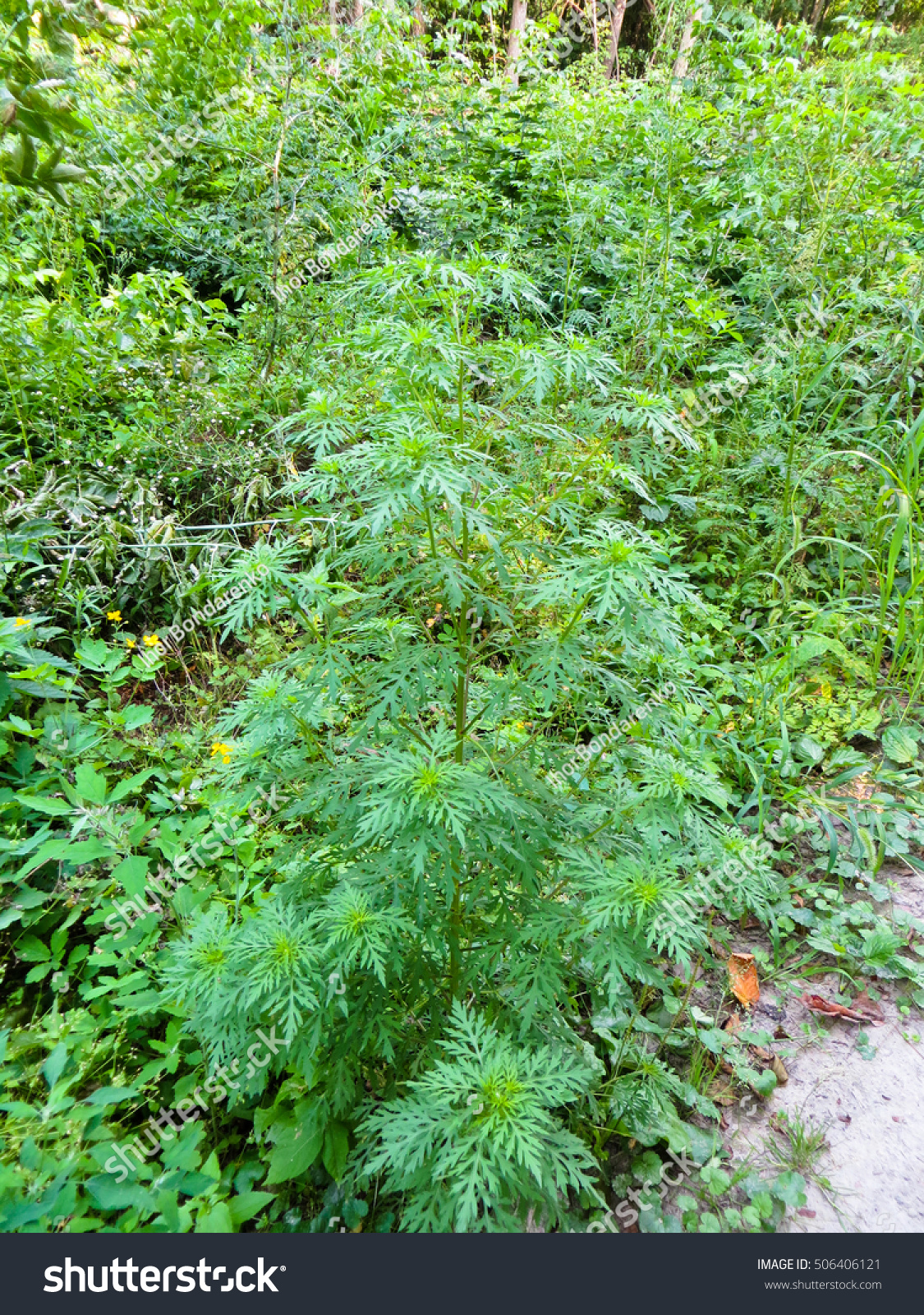 Ragweed, Ambrosia Plant (Artemisiifolia) Stock Photo 506406121 ... Ragweed, Ambrosia Plant (Artemisiifolia) Stock Photo 506406121 ...