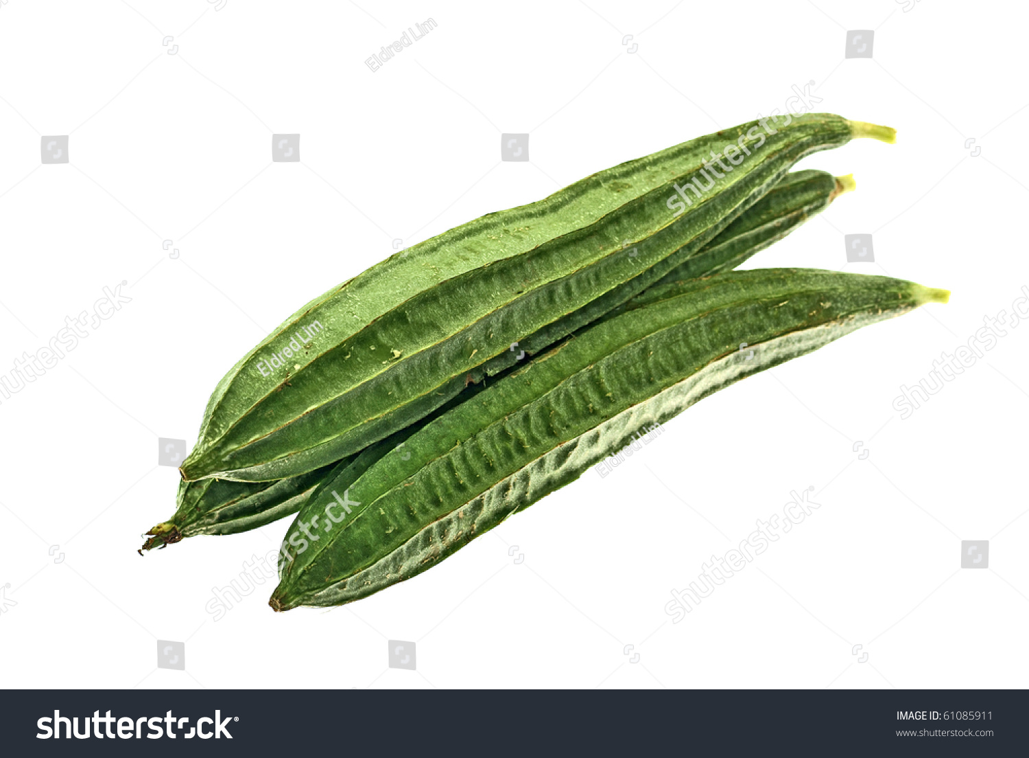 Ribbed Gourd Ribbed Gourd