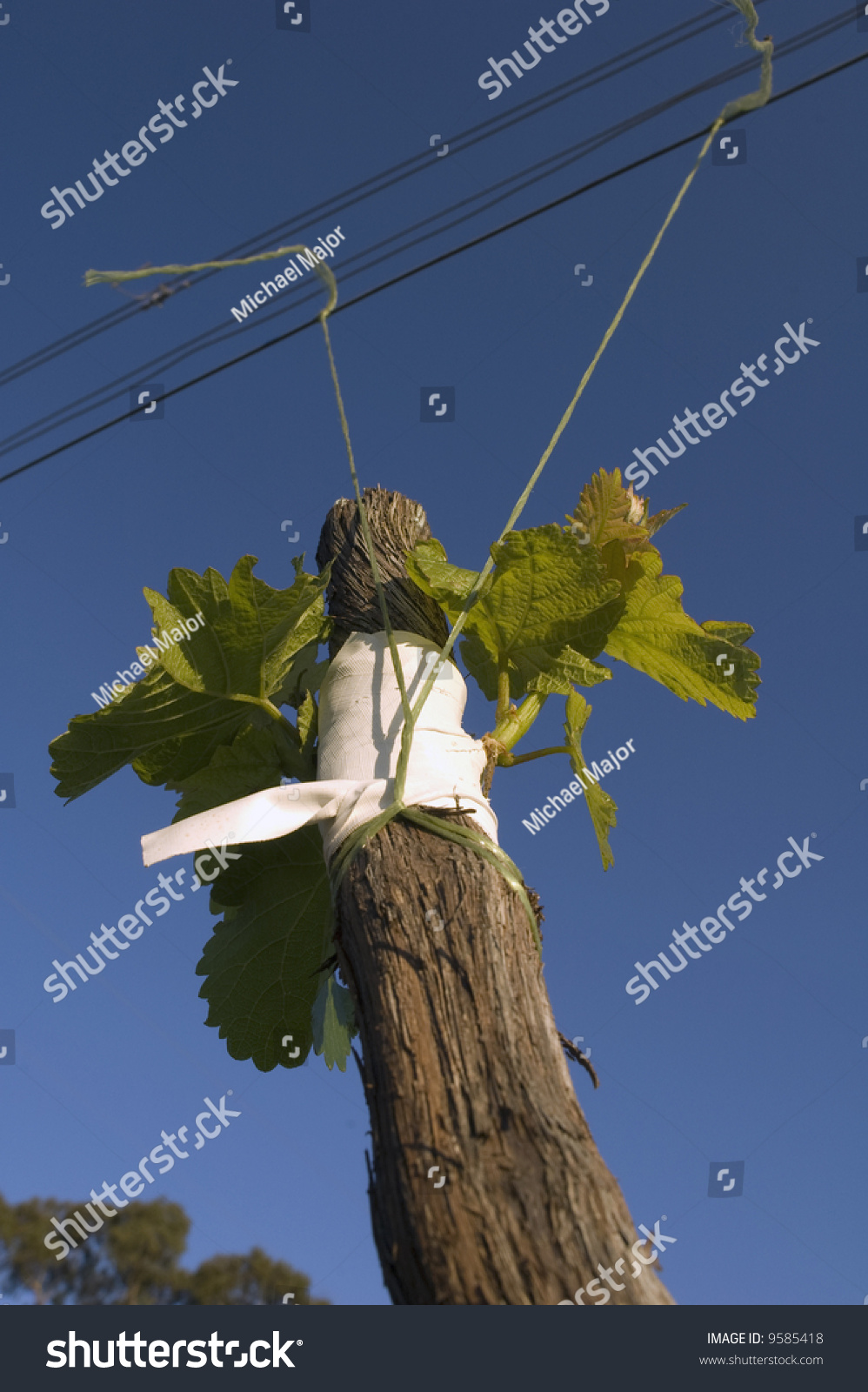 Sauvignon Blanc Scion Grafted Grapevine Rootstock Stock Photo 9585418 ... Sauvignon Blanc Scion Grafted Grapevine Rootstock Stock Photo 9585418 ...