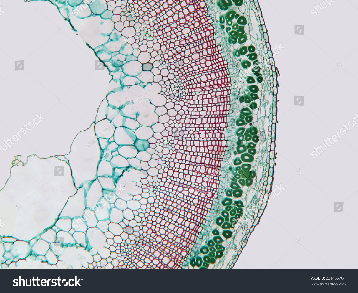 The Common Flax Linum Usitatissimum Stem Cross Section