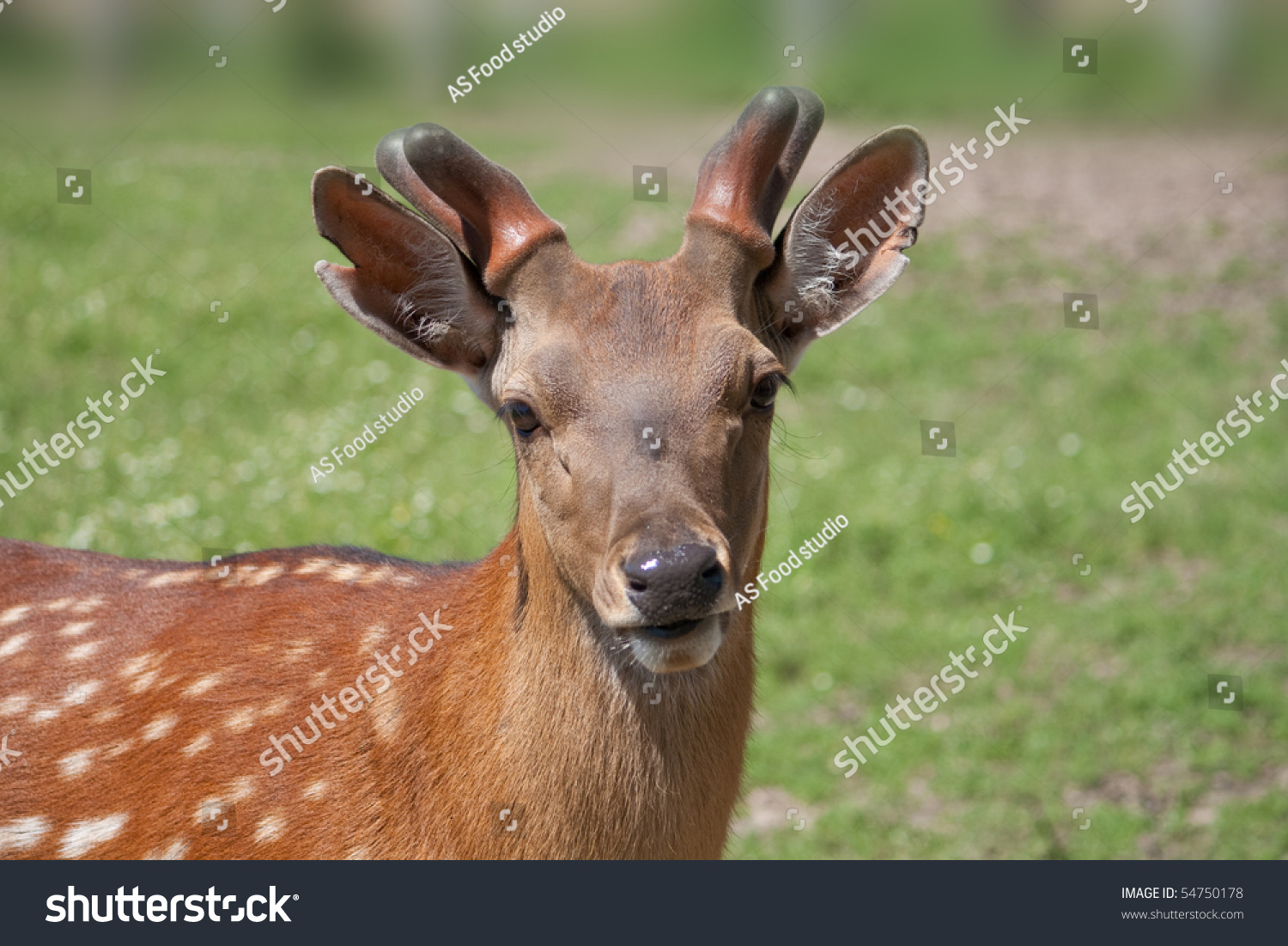 The Sika Deer Or The Spotted Deer, Or The Japanese Deer. Young Sika ... The Sika Deer Or The Spotted Deer, Or The Japanese Deer. Young Sika ...