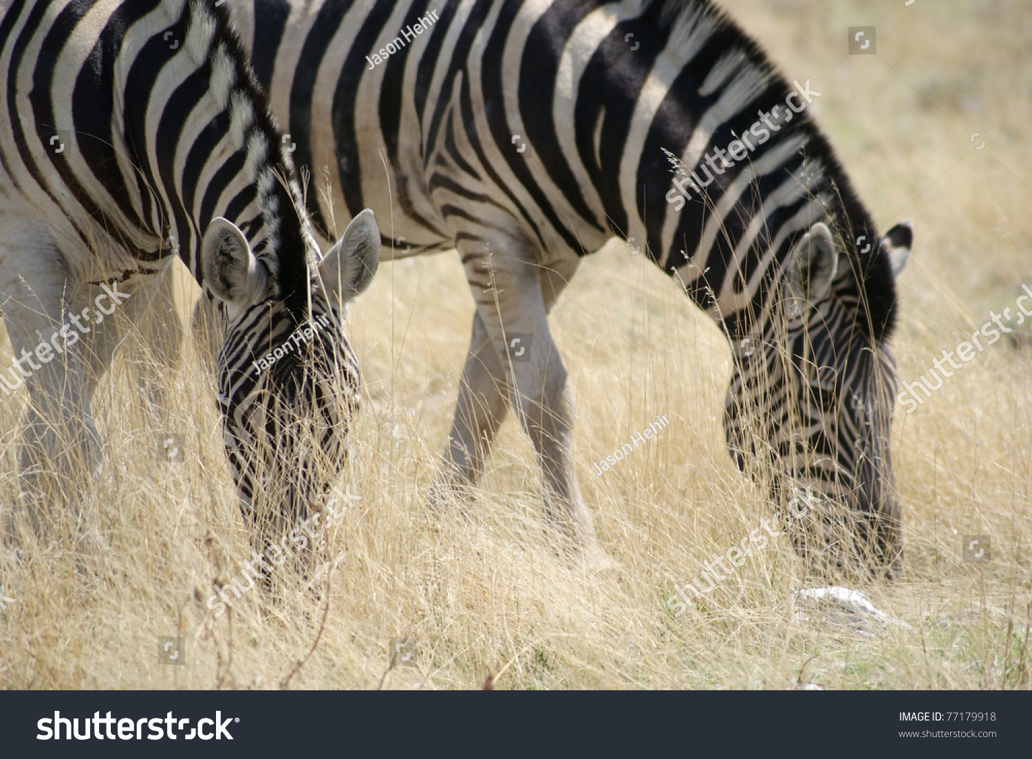 Two Zebras Grazing Stock Photo 77179918 : Shutterstock Two Zebras Grazing Stock Photo 77179918 : Shutterstock