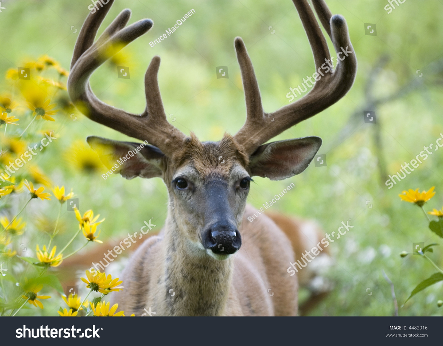 Whitetail Deer Buck In Summer Velvet. Stock Photo 4482916 : Shutterstock Whitetail Deer Buck In Summer Velvet. Stock Photo 4482916 : Shutterstock