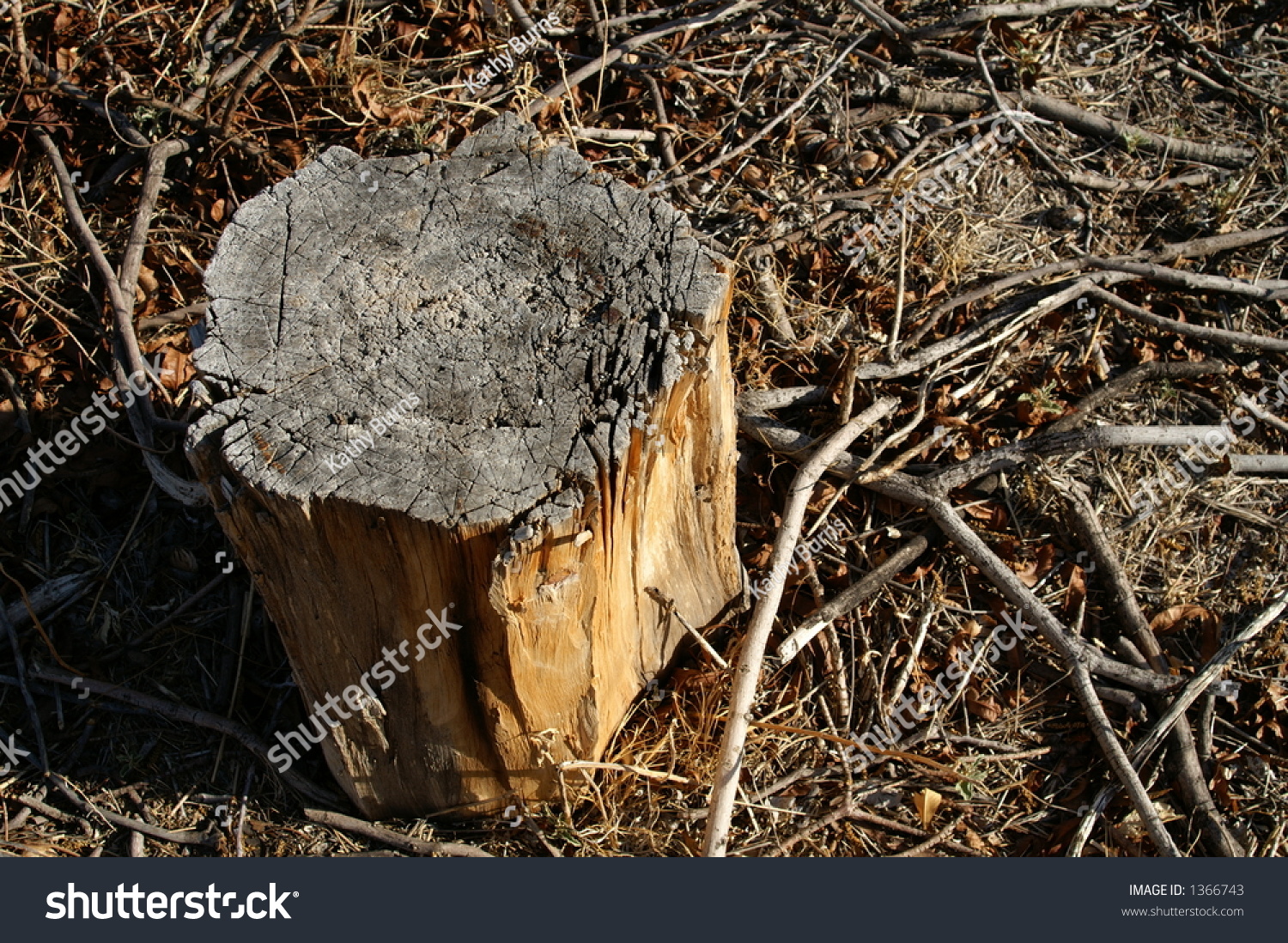 Wood Chopping Block Tree Stump From An Above Perspective With Branches And Twigs Laying On The