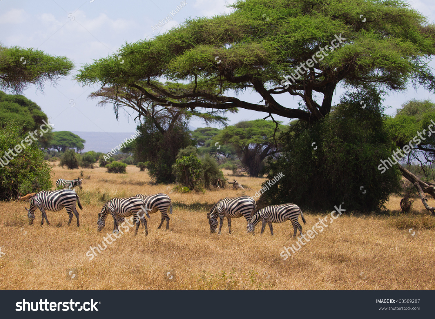 Zebras Under Acacia Tree Stock Photo 403589287 : Shutterstock Zebras Under Acacia Tree Stock Photo 403589287 : Shutterstock