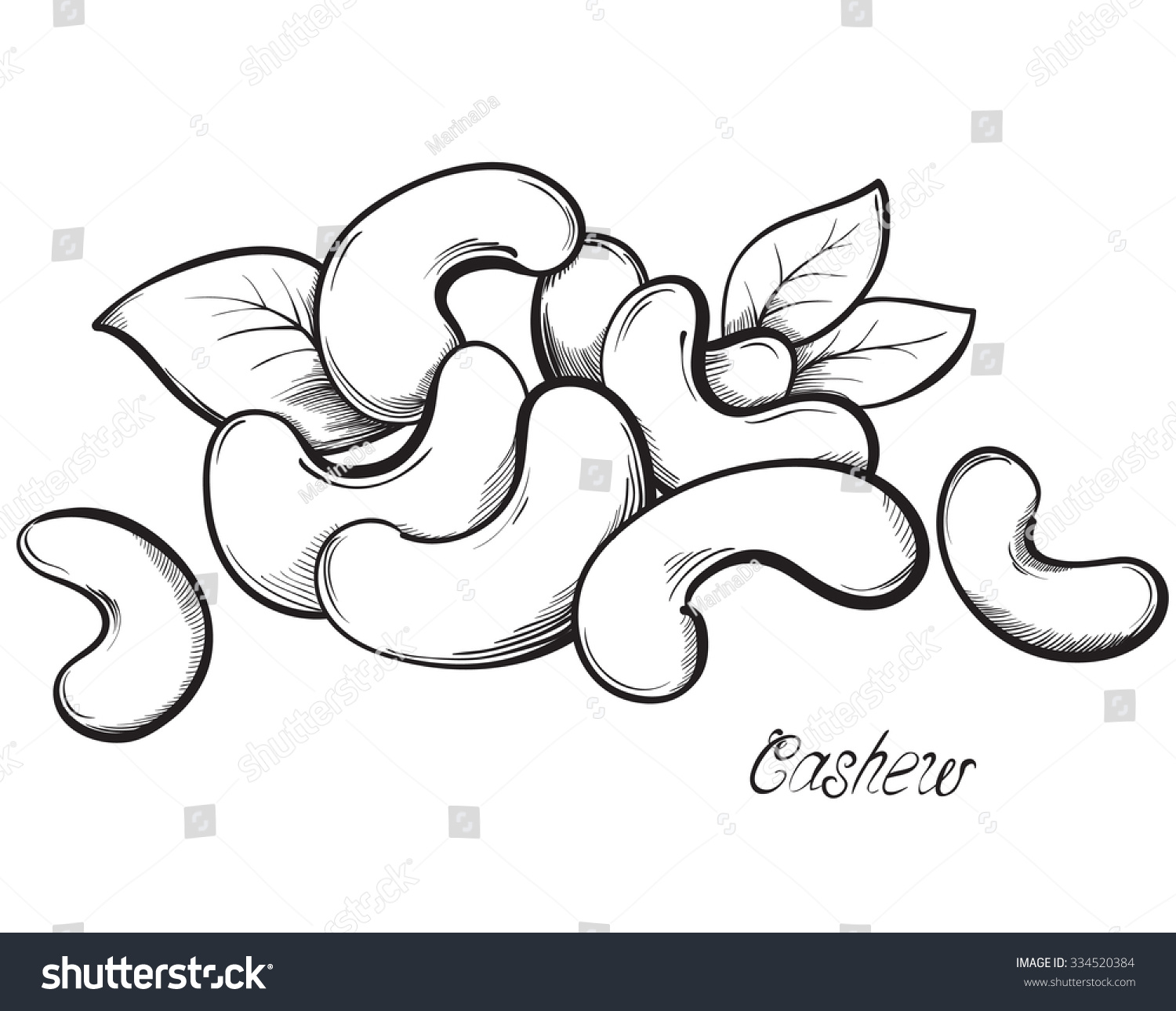 Cashew Nuts Hand Drawn Sketches Vector Stock Vector 334520384 ... Cashew Nuts Hand Drawn Sketches Vector Stock Vector 334520384 ...