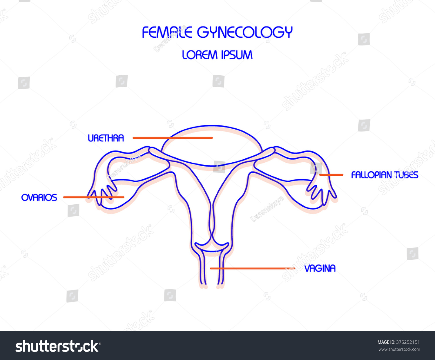 Female Genitals Thin Line Vector Illustration 375252151 Shutterstock