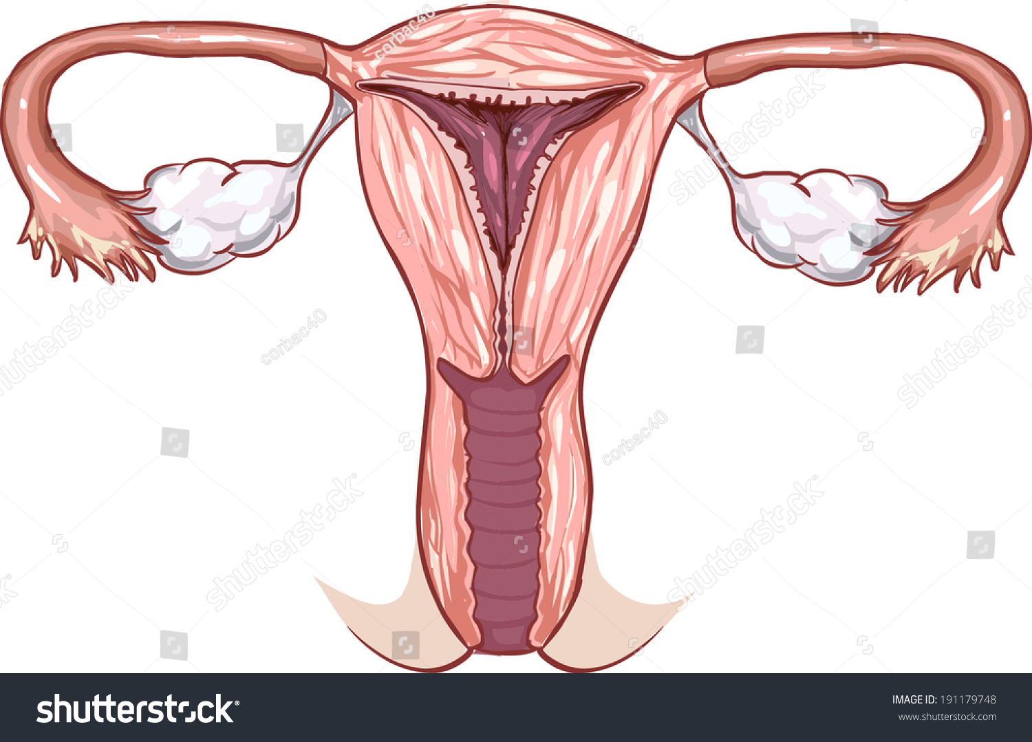 Female Reproductive Organs Stock Vector Illustration 191179748