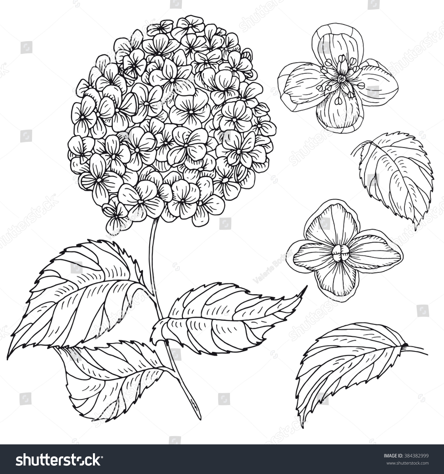 Hand Drawn Inky Hydrangea Branch Flowers Stock Vector 384382999