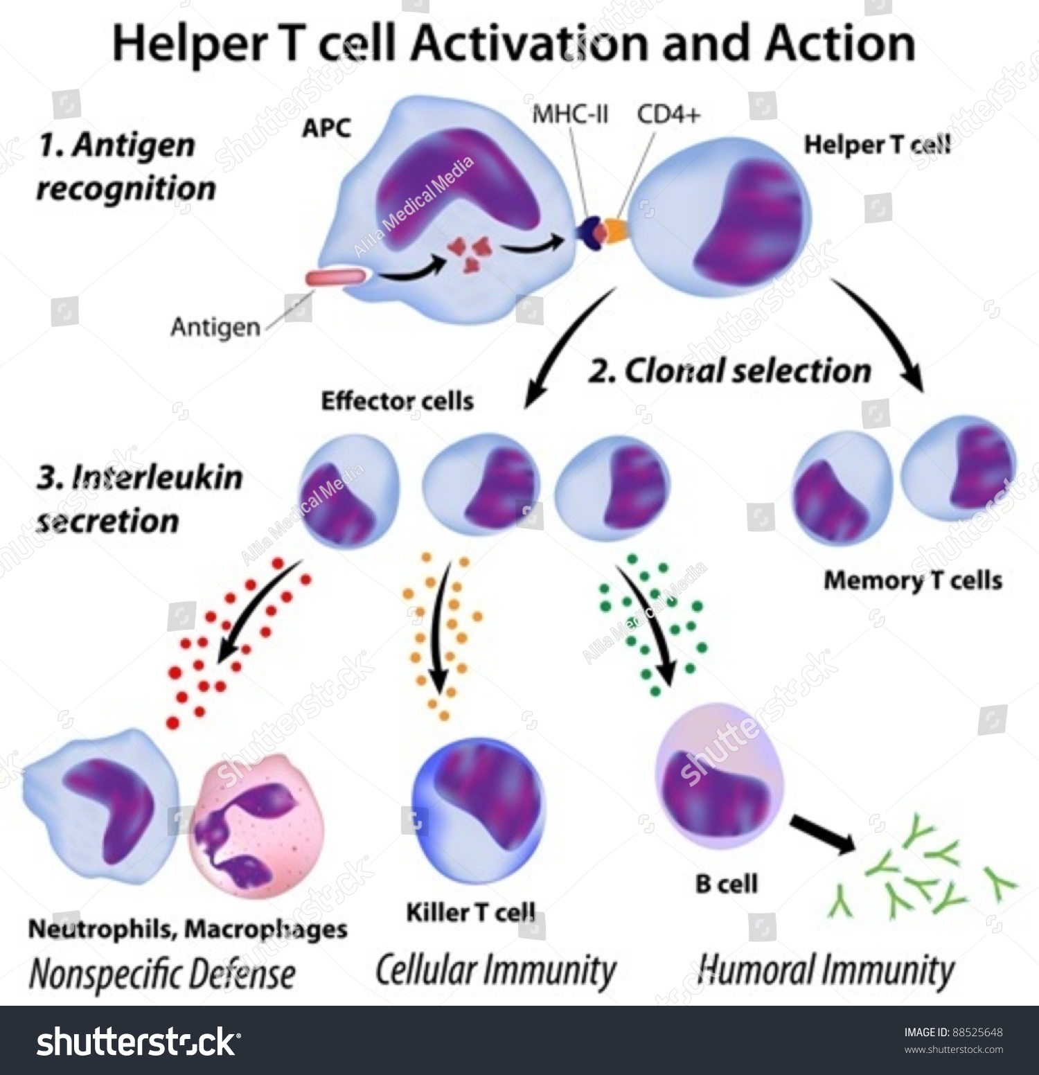 Immune System Basics Functions Of T Helper Cells Stock Vector Illustration 88525648 Shutterstock 9523