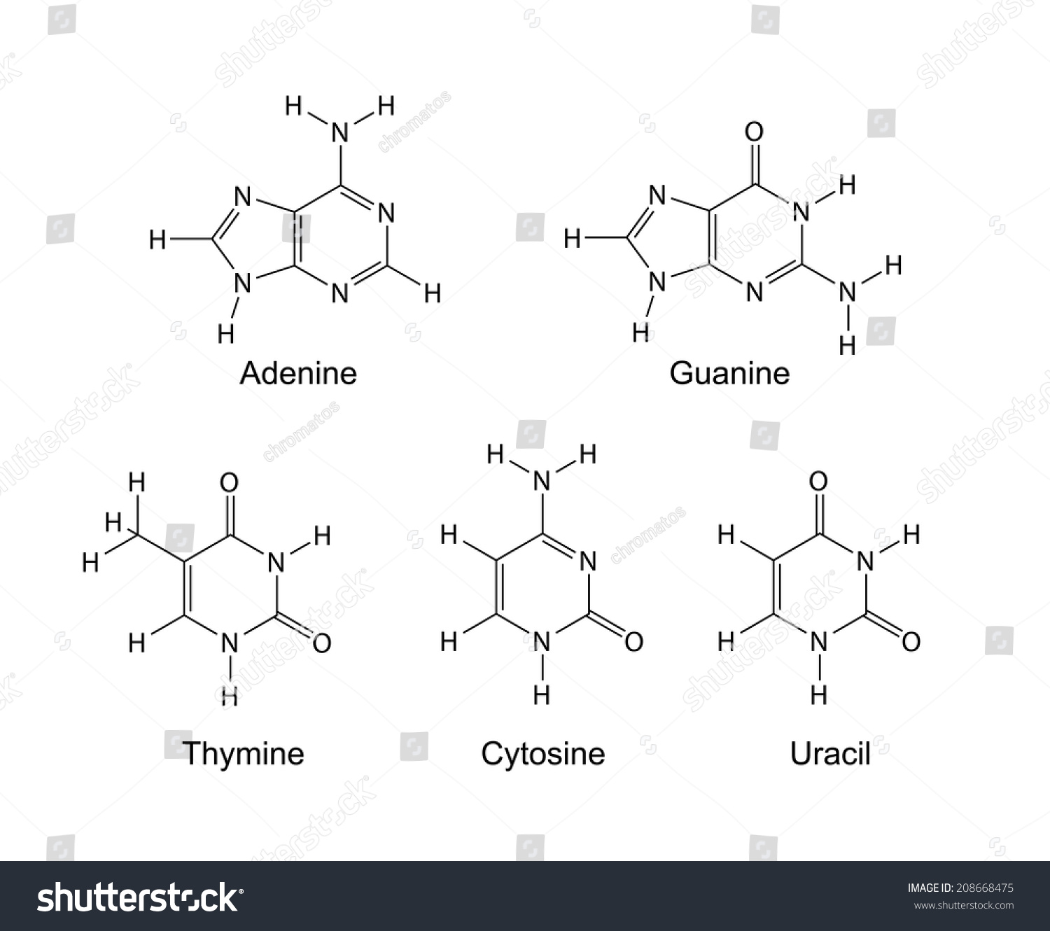 Purine Pyrimidine Nitrogenous Bases Structural Chemical Stock Vector ... Purine Pyrimidine Nitrogenous Bases Structural Chemical Stock Vector ...