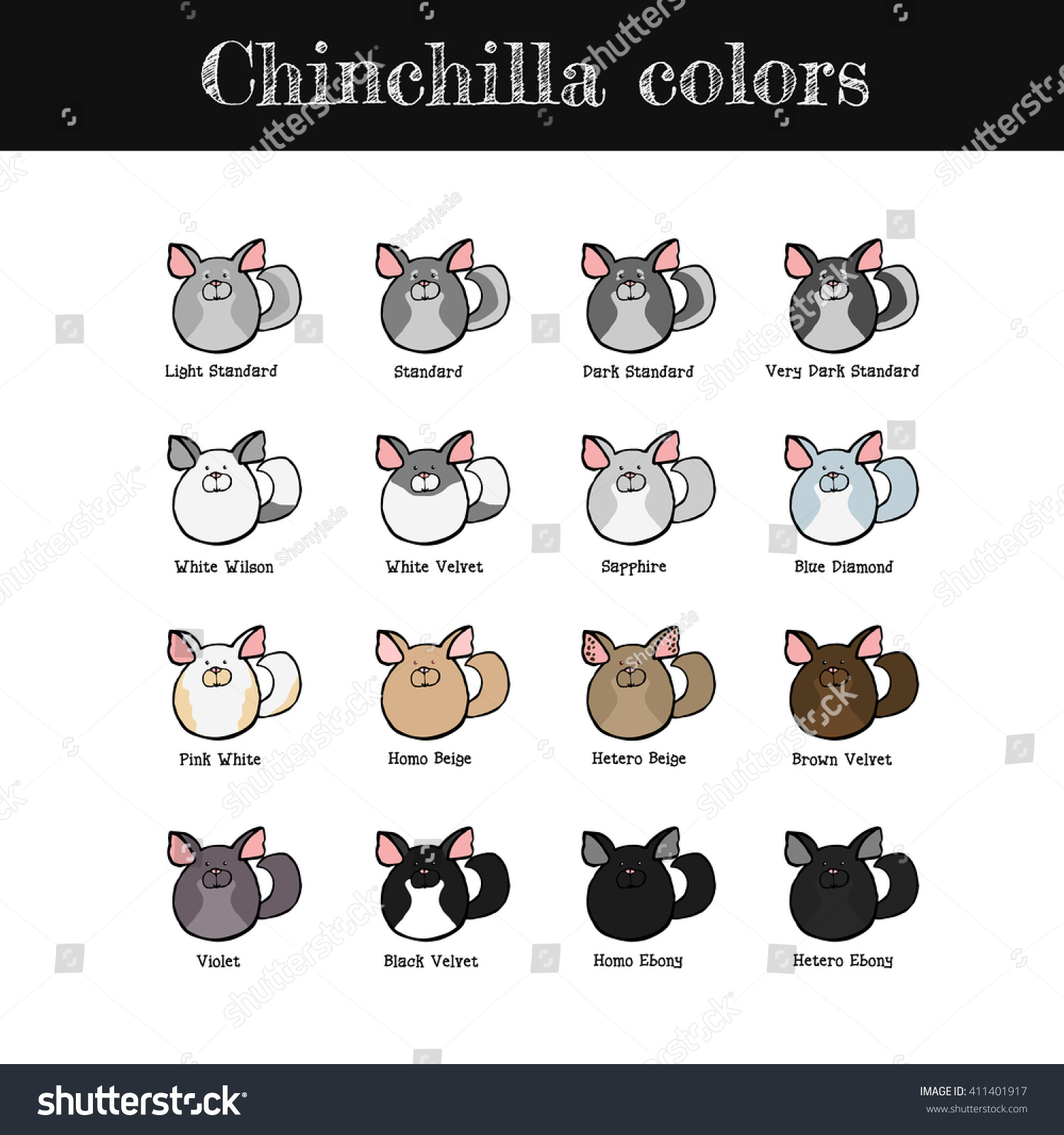 Set Some Common Chinchilla Colors Hand Stock Vector 411401917 ... Set Some Common Chinchilla Colors Hand Stock Vector 411401917 ...