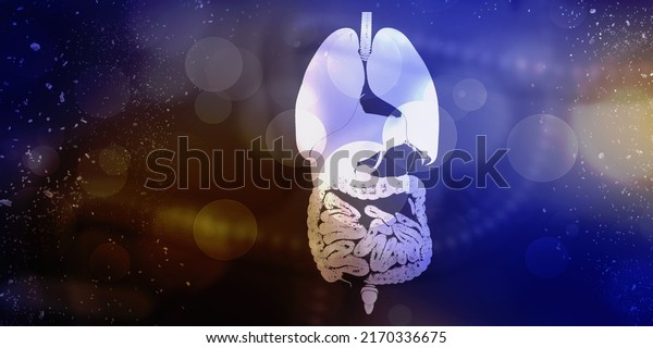 2d Illustration Human Digestive System Stock Illustration 2170336675 ...