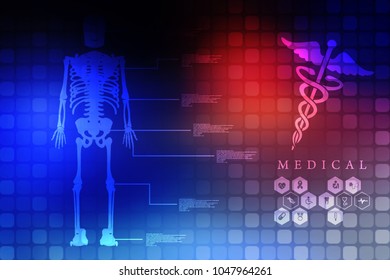 2d Renderings Human Skeleton Stock Illustration 1047964261 | Shutterstock