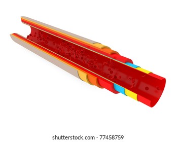3d Artery Cut Isolated On White Stock Illustration 77458759 | Shutterstock