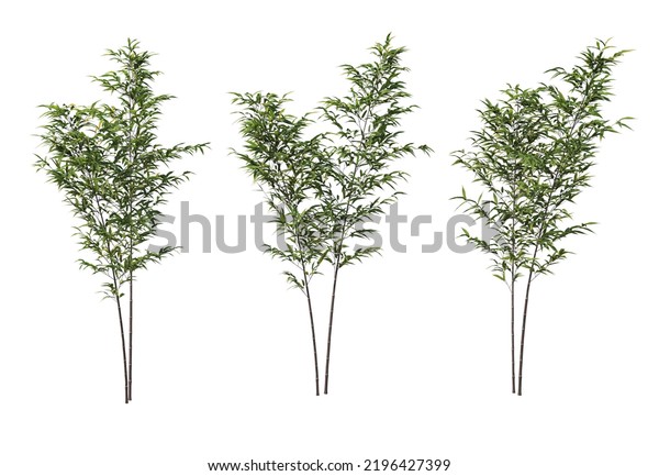 3d Bamboo Render On White Background Stock Illustration 2196427399 ...