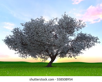 3d Cg Rendering Cherry Tree Stock Illustration 558508954 | Shutterstock