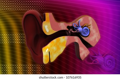 3d Cross Section Ear Inner Ear Stock Illustration 107616986 | Shutterstock