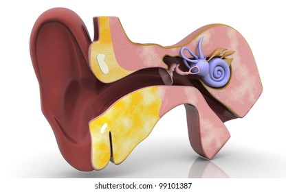 649 Inner ear balance Images, Stock Photos & Vectors | Shutterstock