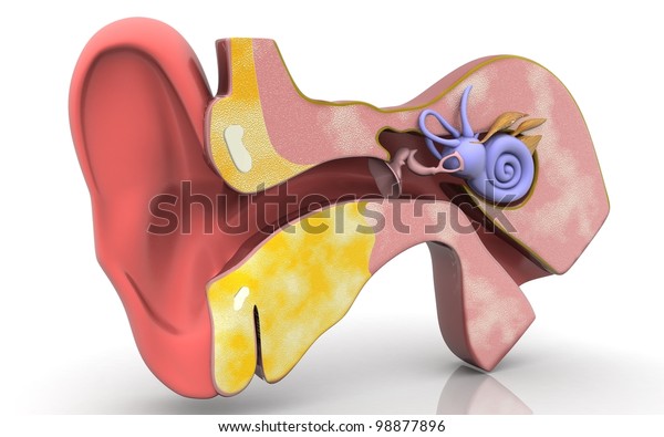 3d Cross Section Ear Inner Ear Stock Illustration 98877896
