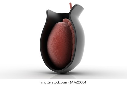 「3d Cross Section Testicles Isolated On」のイラスト素材 141947122 | Shutterstock