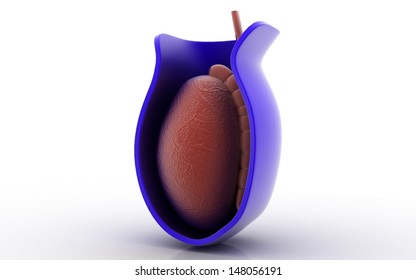 3d Cross Section Testicles Isolated On 스톡 일러스트 148056191 | Shutterstock