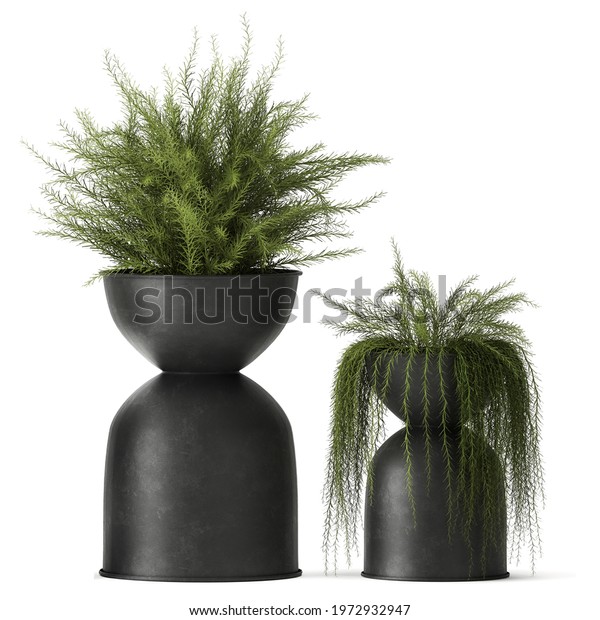 3d Digital Render Asparagus Isolated On Stock Illustration 1972932947 ...