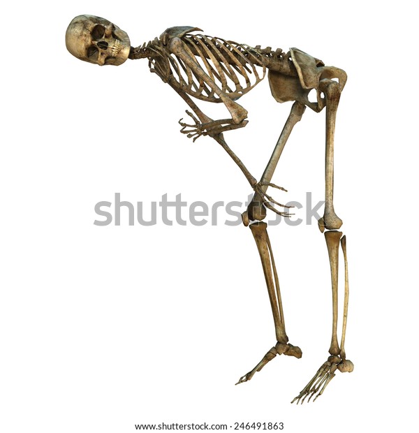 3d Digital Render Human Skeleton Doing Stock Illustration 246491863 ...