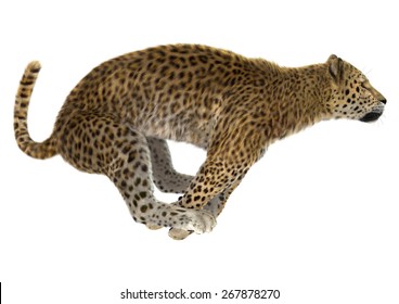 419 Leopard pounce Images, Stock Photos & Vectors | Shutterstock