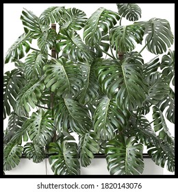 3d Digital Render Monstera Isolated On Stock Illustration 1820143076 ...