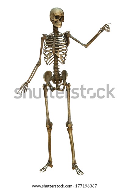 3d Digital Render Old Human Skeleton: ภาพประกอบสต็อก 177196367 ...