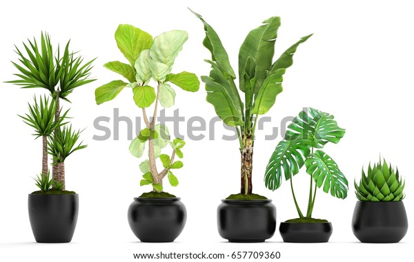 3d Digital Render Plant Isolated On Stock Illustration 657709360