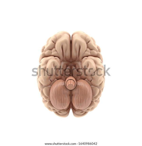 3d Human Brain Bottom View Stock Illustration 1640986042 | Shutterstock