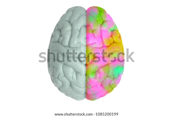 3d Human Brain Rendering Top View Stock Illustration 1085200199 ...