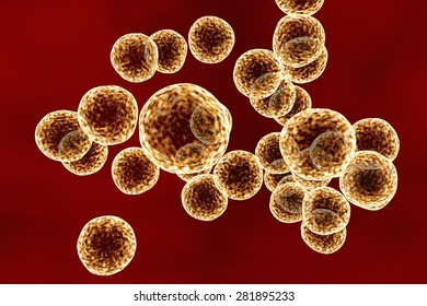 3d Illustration Bacteria Staphylococcus Stock Illustration 281895233 ...