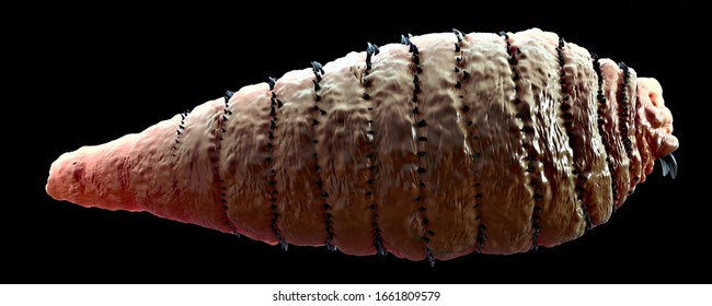 Diptera Stock Illustrations, Images & Vectors | Shutterstock
