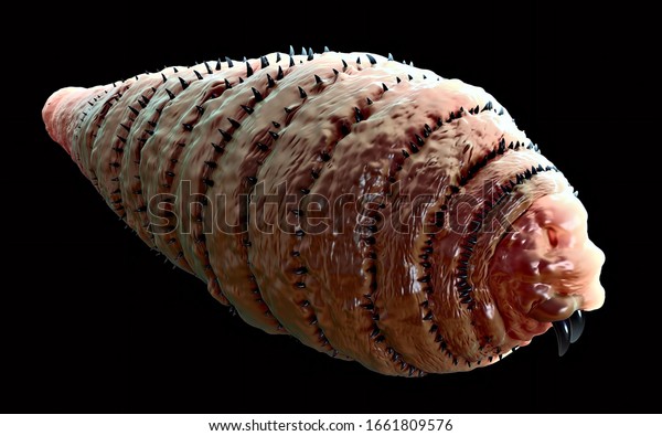 3d Illustration Botfly Larva: ilustrações stock 1661809576 | Shutterstock