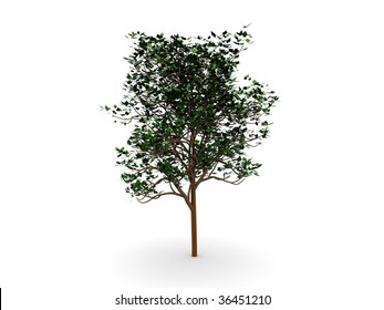 3d Illustration Broadleaf Tree Isolated Over Stock Illustration ...