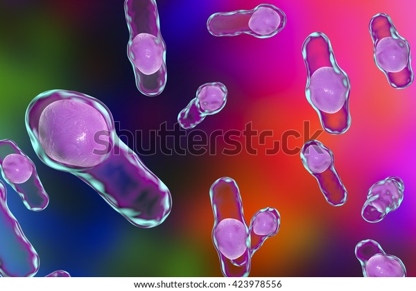 3d Illustration Clostridium Difficile Bacteria Bacteria Stock ...