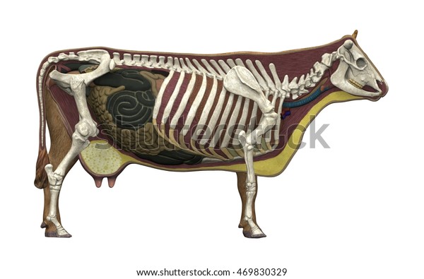 3d Illustration Cow Basic Anatomy Stock Illustration 469830329