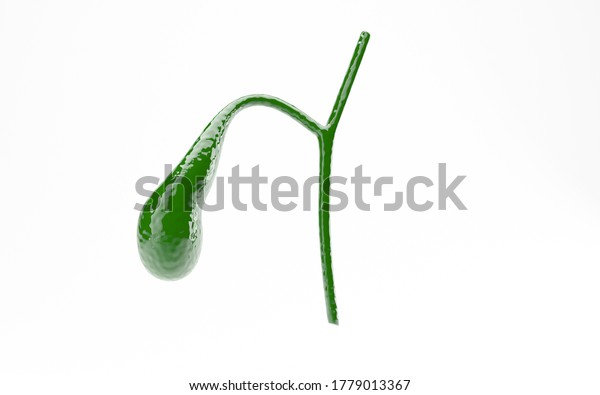 3d Illustration Gallbladder White Background Stock Illustration ...