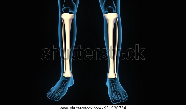 3d Illustration Human Body Tibia Anatomy Stock Illustration 631920734 ...