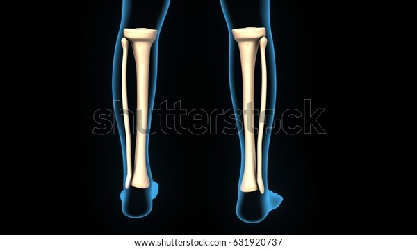 3d Illustration Human Body Tibia Anatomy Stock Illustration 631920737 ...